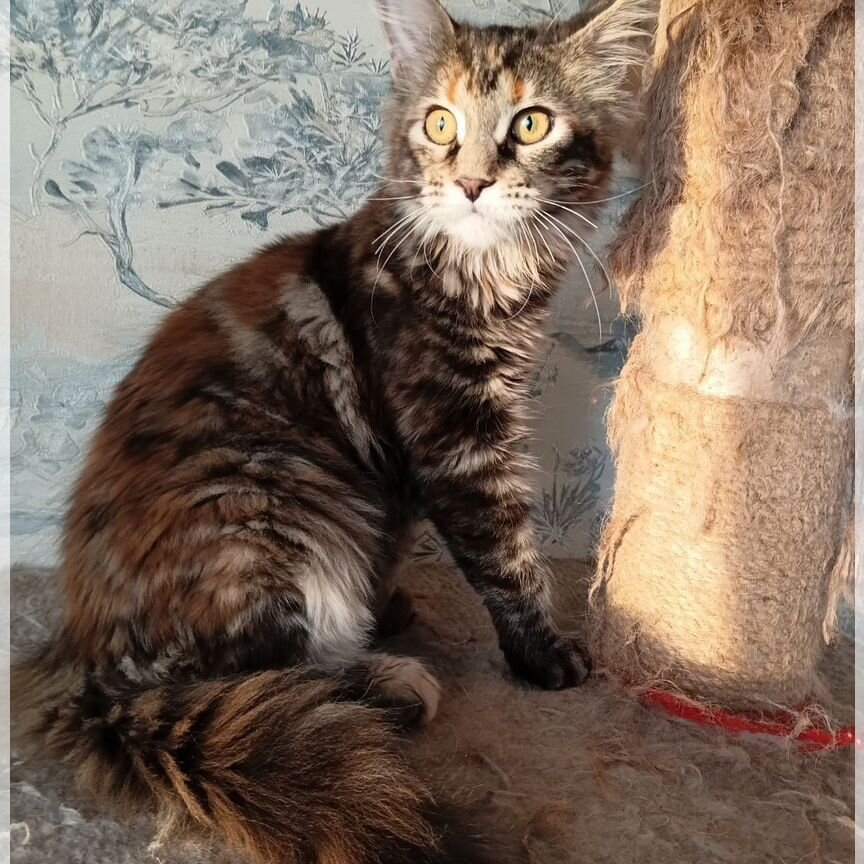 Мейн-кун котёнок