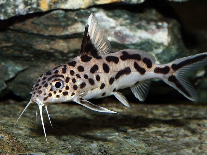 Сомик Синодонтис Далматин (Synodontis Sp Hybrid)
