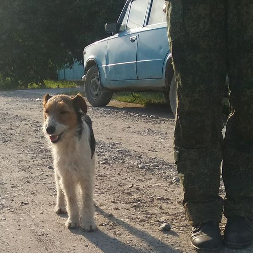 Эрдельтерьер, щенок