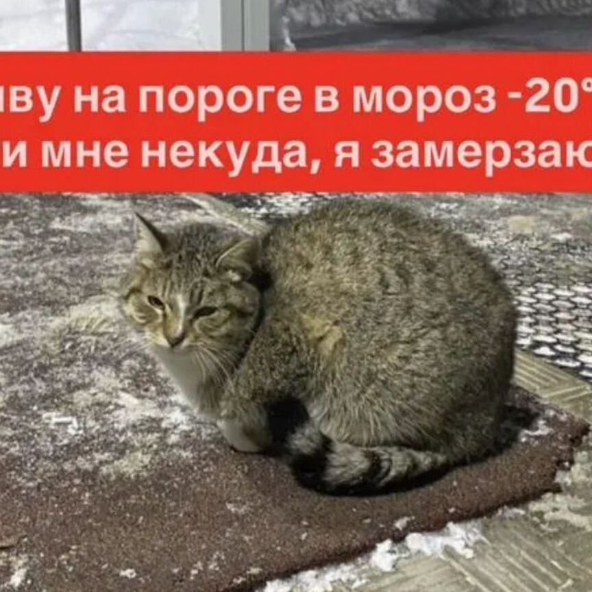 Котёнок в добрые руки