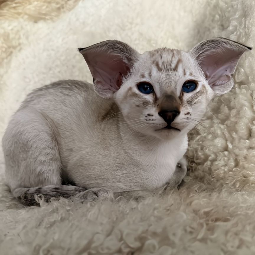 Ориентальный котёнок