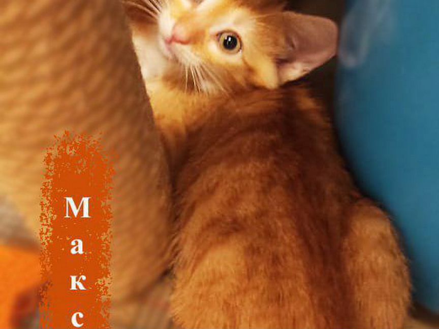 Рыжий котенок