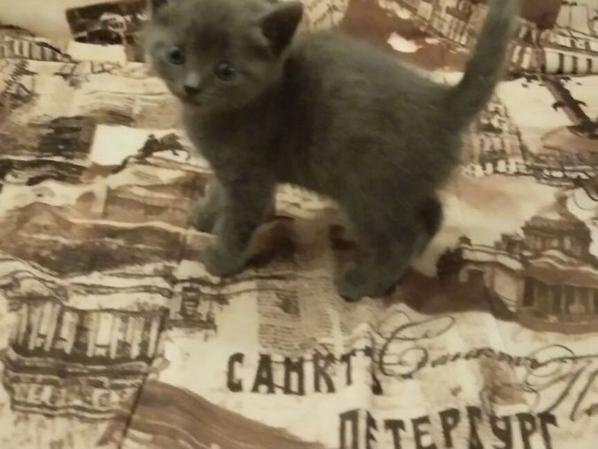 Котенок