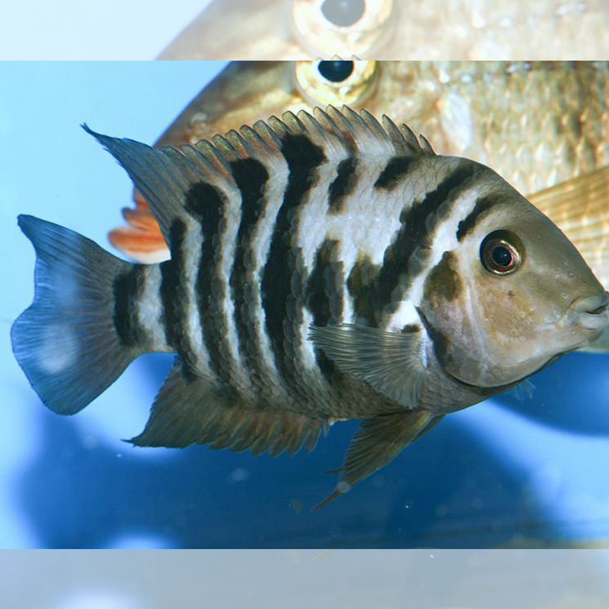 Цихлиды от 3 до 8 см