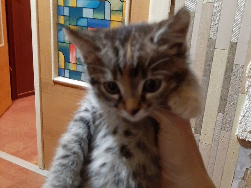Котенок девочка 2 мес - в добрые руки