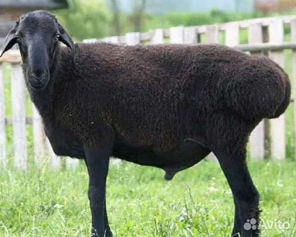 Баран. Эдильбаевская порода