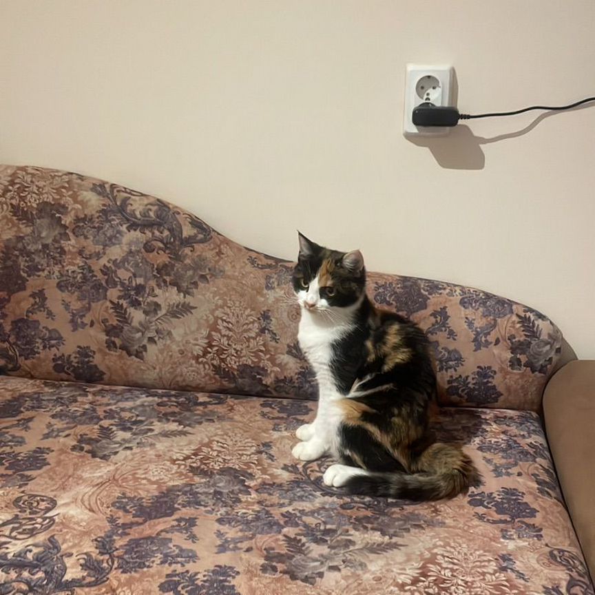 Отдам бесплатно кошечку 2 года