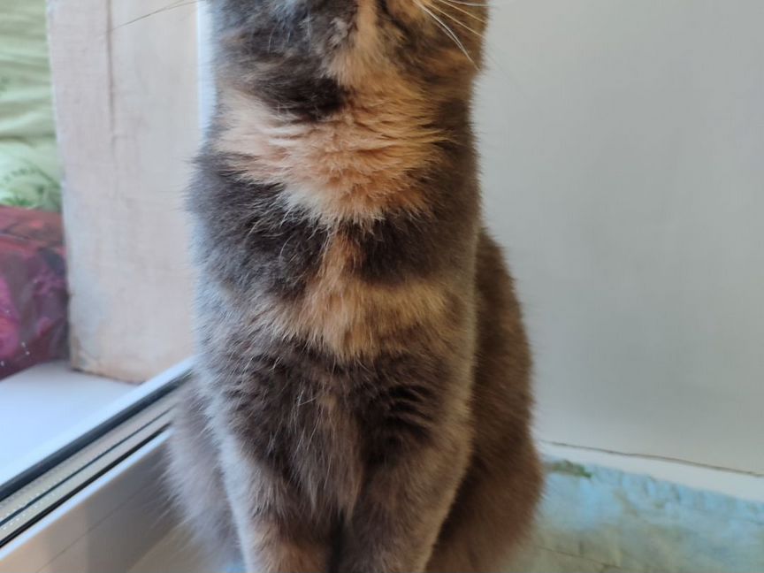 Кошечка Мисти ищет доброго хозяина