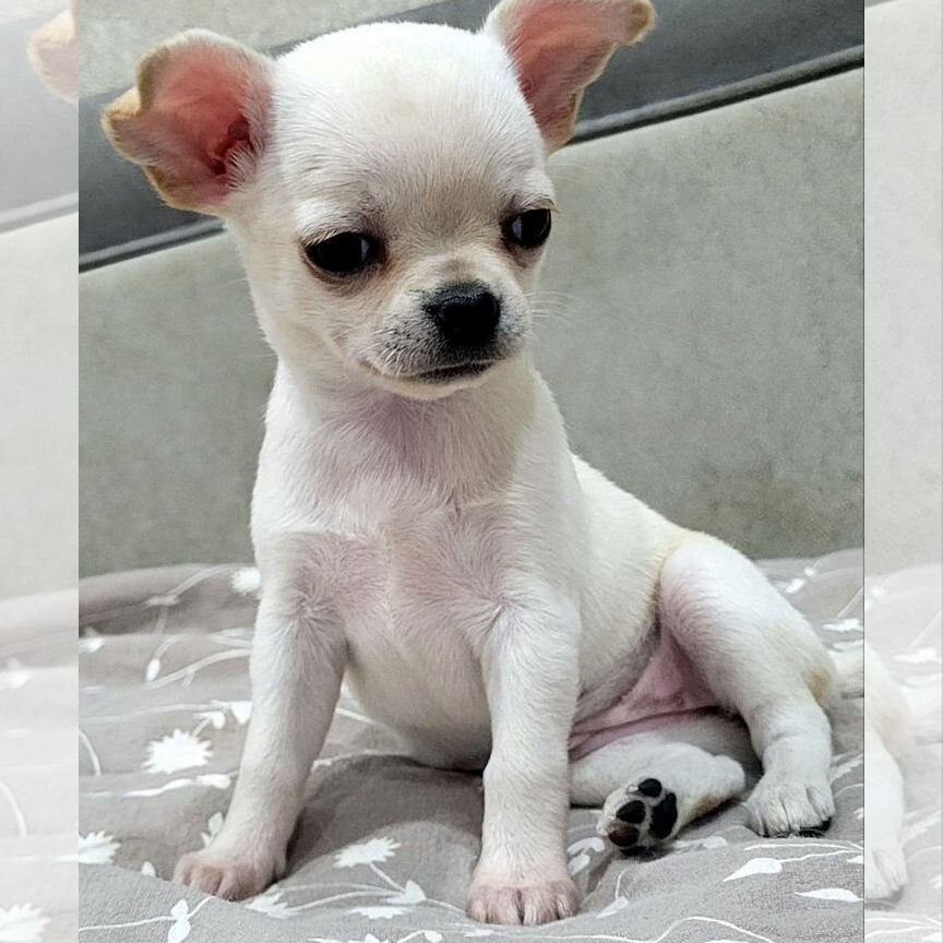 Чихуахуа, щенок