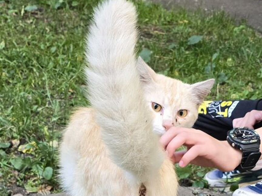 Спасите молодого котика пока он не погиб