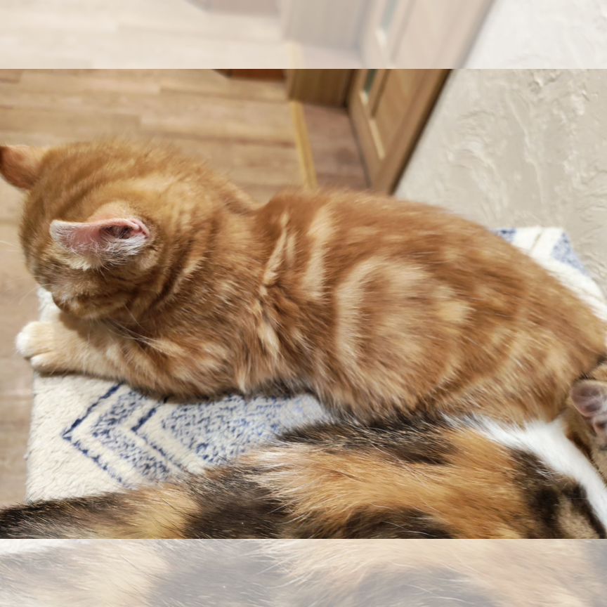 Кинкалоу котёнок