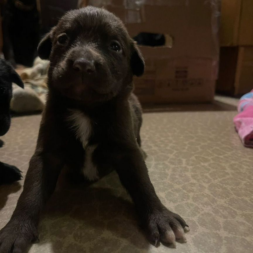 Щенки лабрадора бесплатно