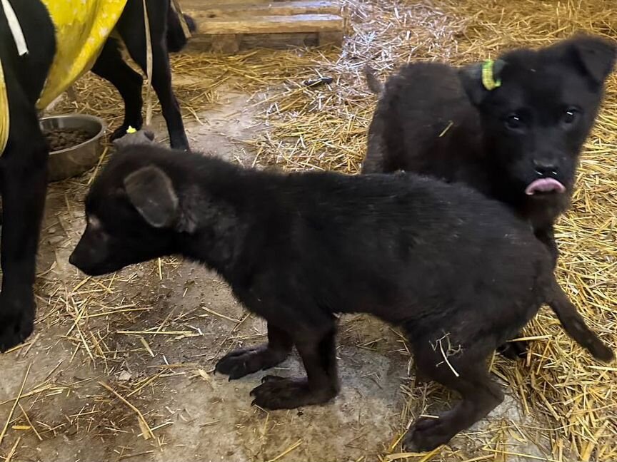 Щенок с рахитом в отлове. Скоро выпуск