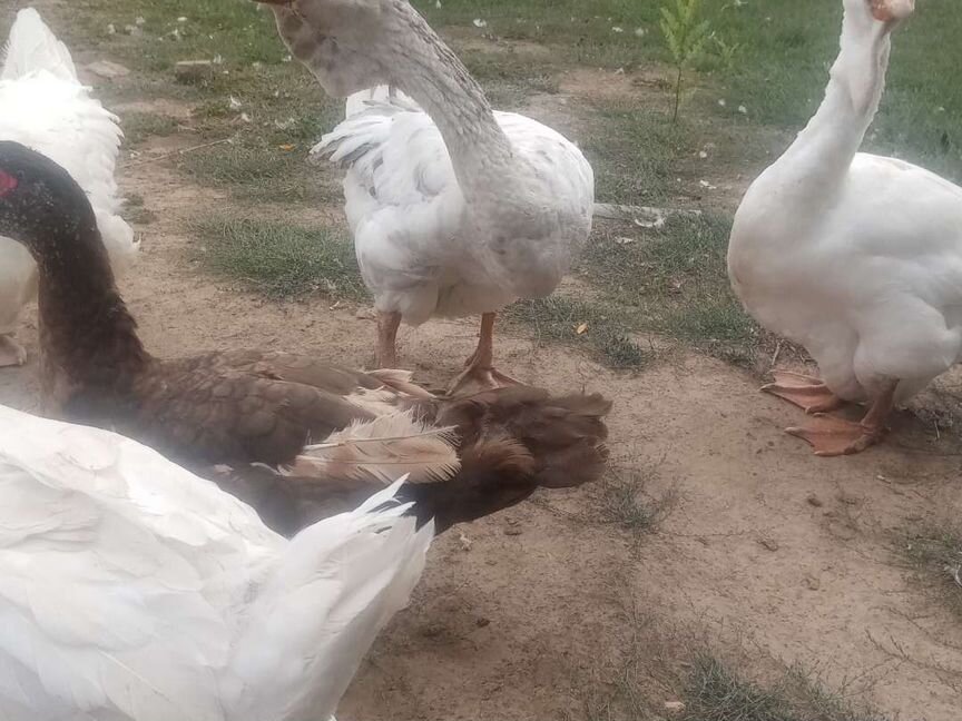 Гуси Холмогоры и индоутки