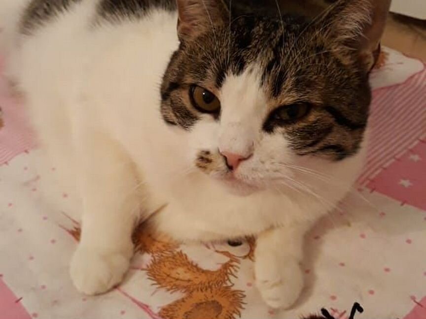 Кошка Люся ищет дом