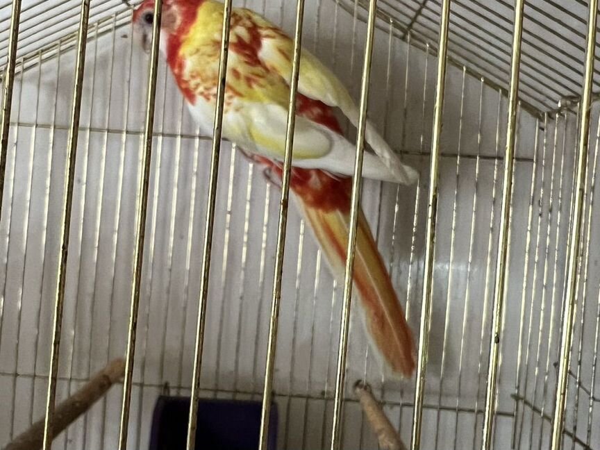 Попугай самка розелла молодая