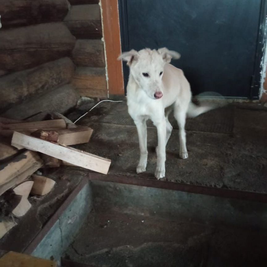 Щенки в добрые руки