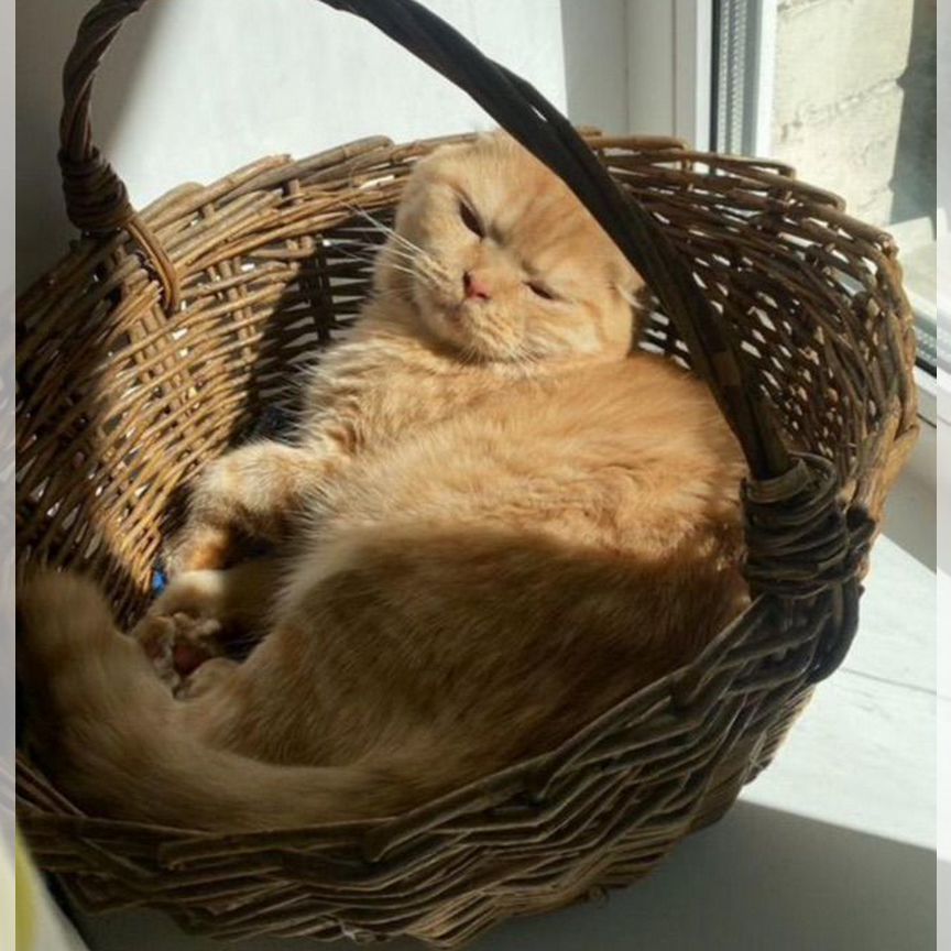 Шотландский вислоухий длинношёрстный, взрослый кот