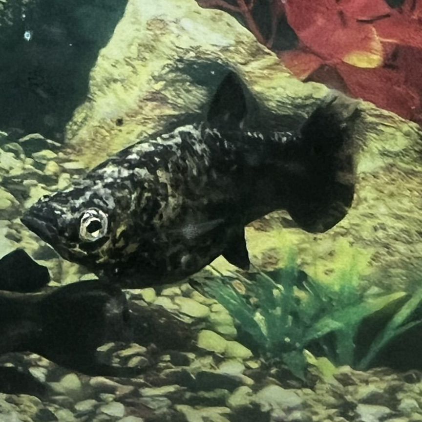 Рыбки моллинезия самка