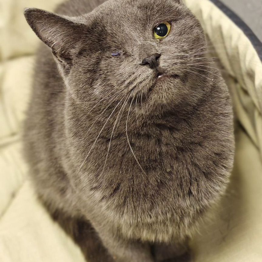 Котенок Шаня 6 месяцев