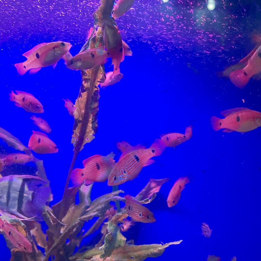 Аквариумные рыбки