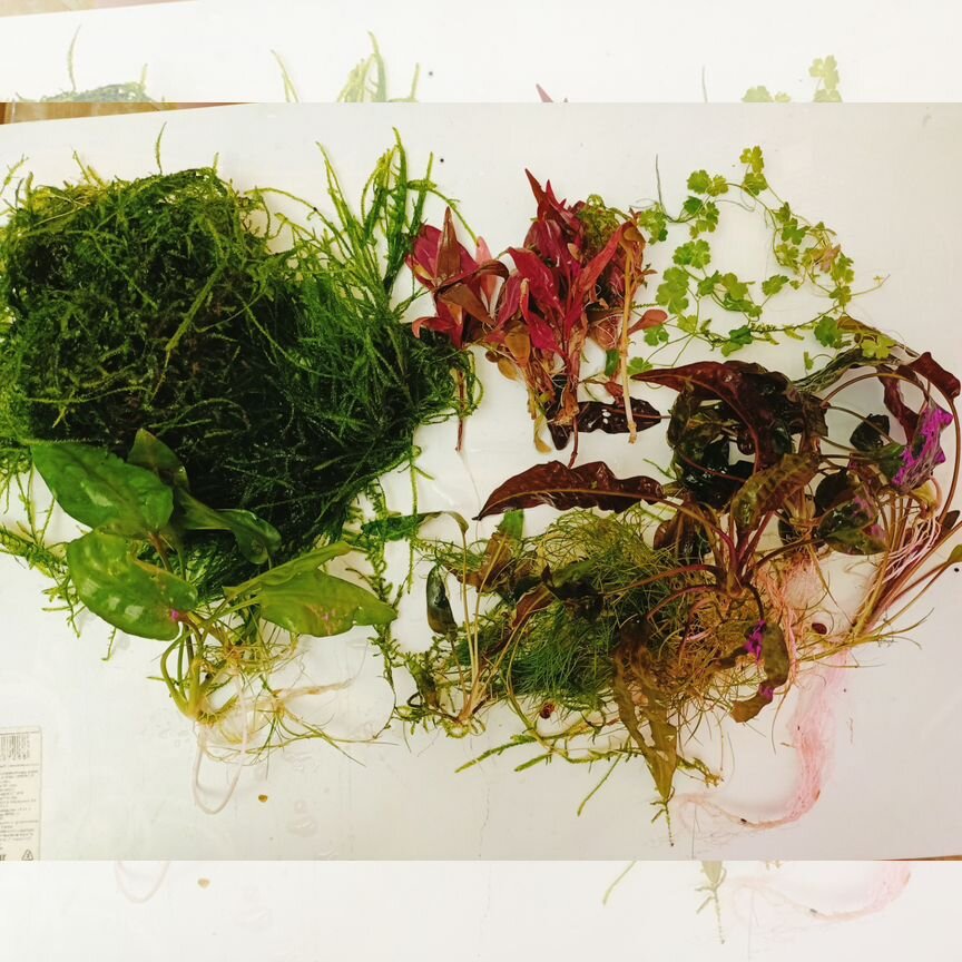 Прополка, аквариумные растения