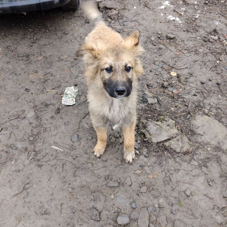 Щенок мальчик