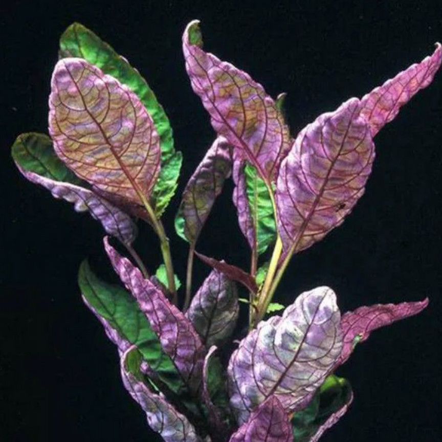 Хемиграфис цветной колората - Hemigraphis colorata