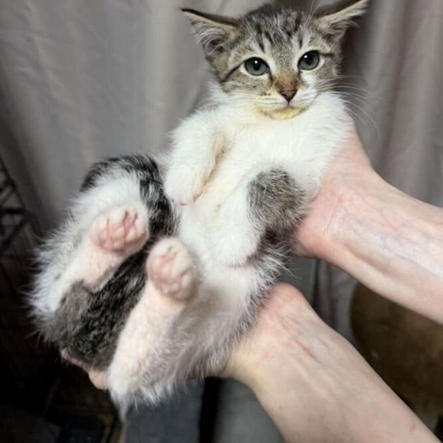 Котёнок в добрые руки