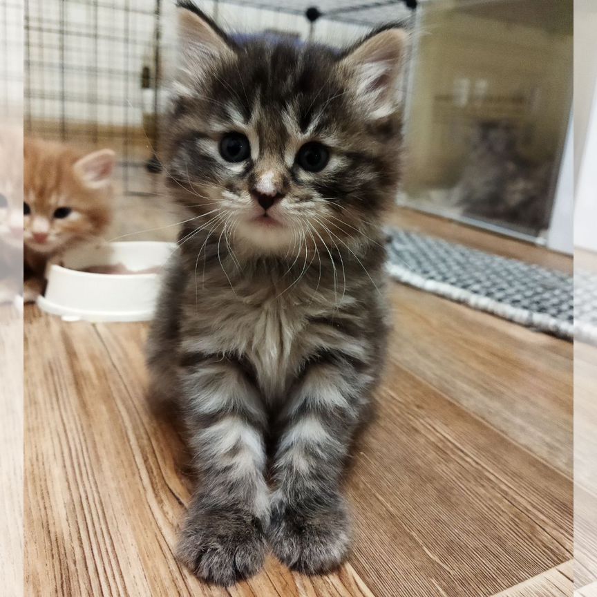 Курильский бобтейл длинношёрстный котёнок