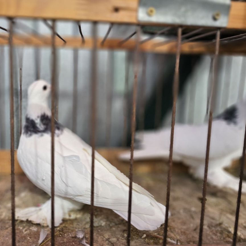 Голубимоздокские