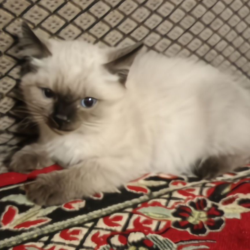 Котенок
