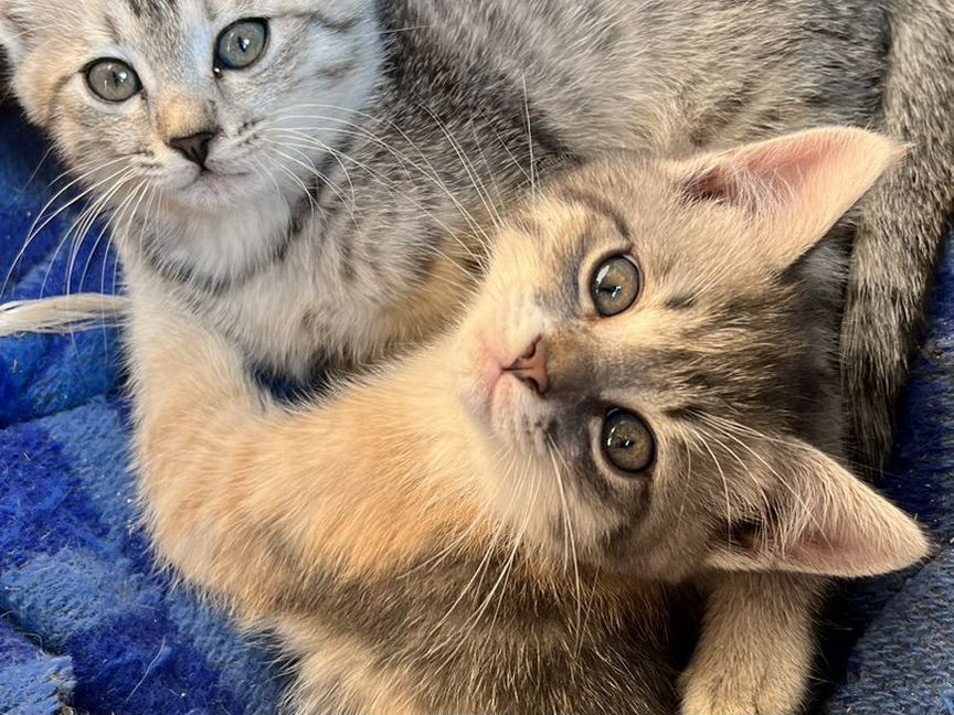 Котята в добрые руки