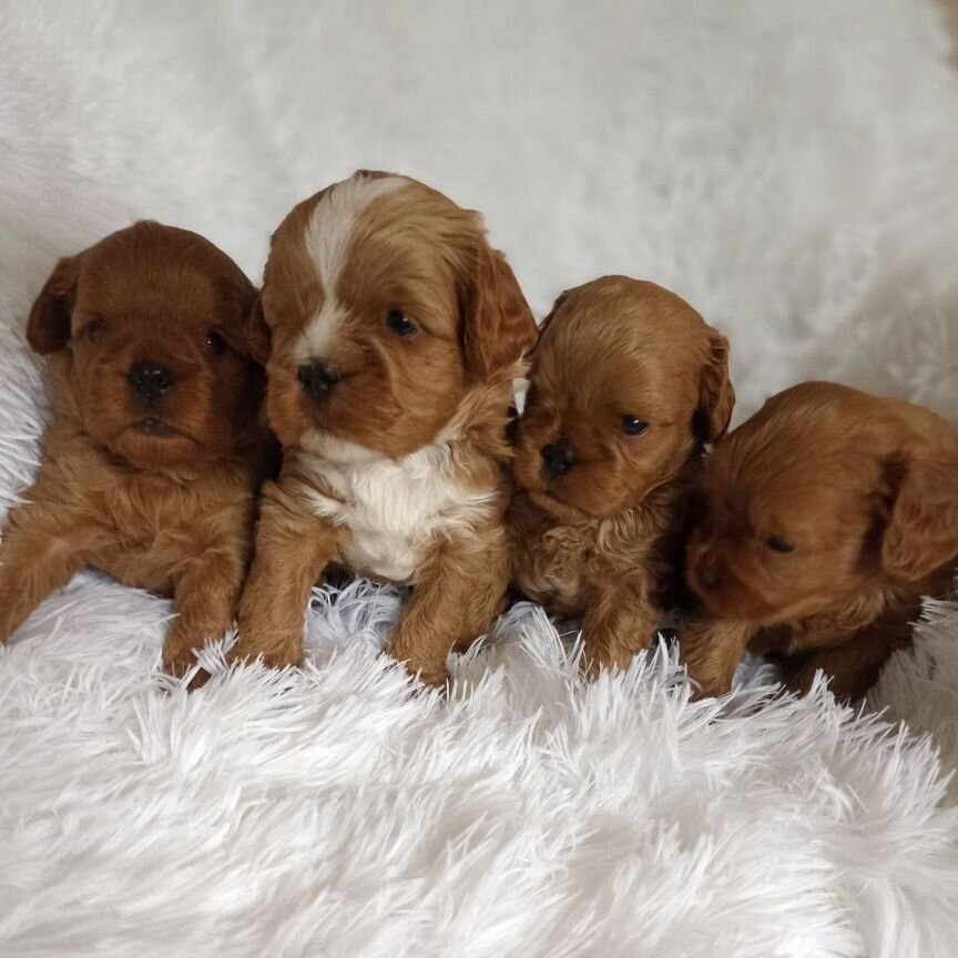 Кавапу, щенок