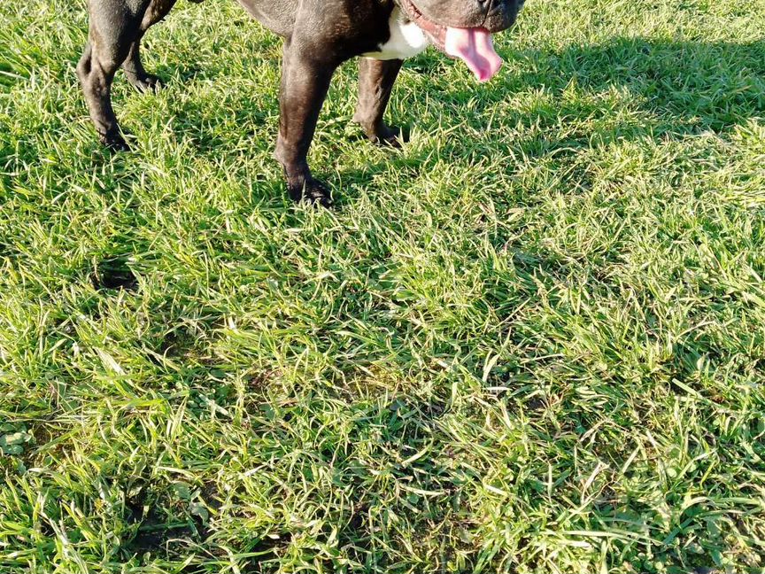 Французский бульдог кабель вязка