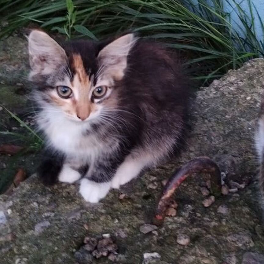 Сама красивая малышка трехцветочка ищет мам- пап