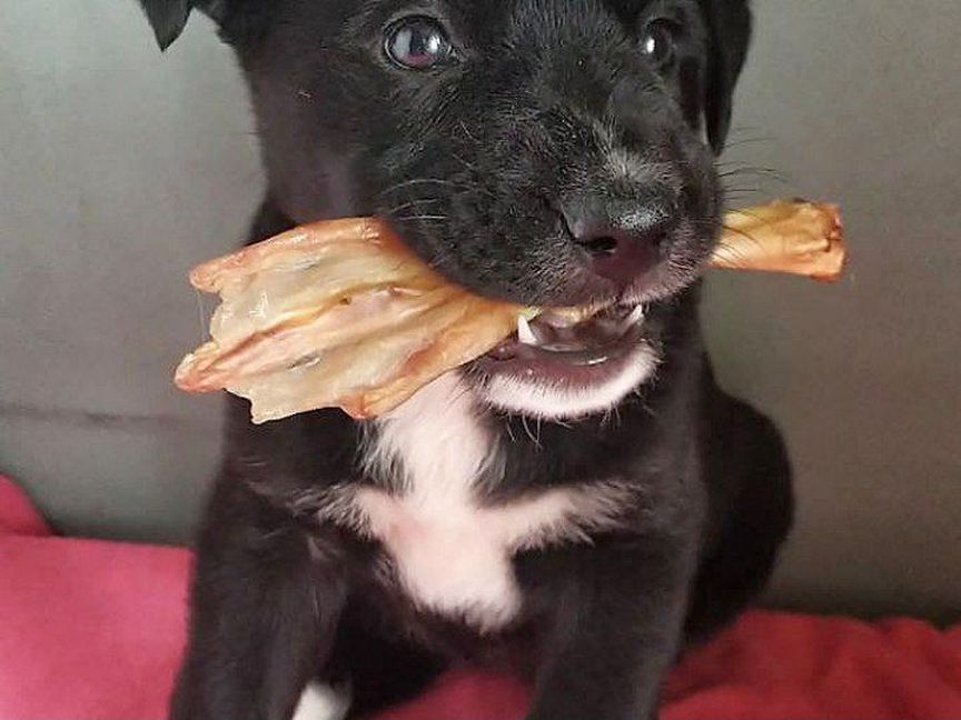 Малышка ищет дом