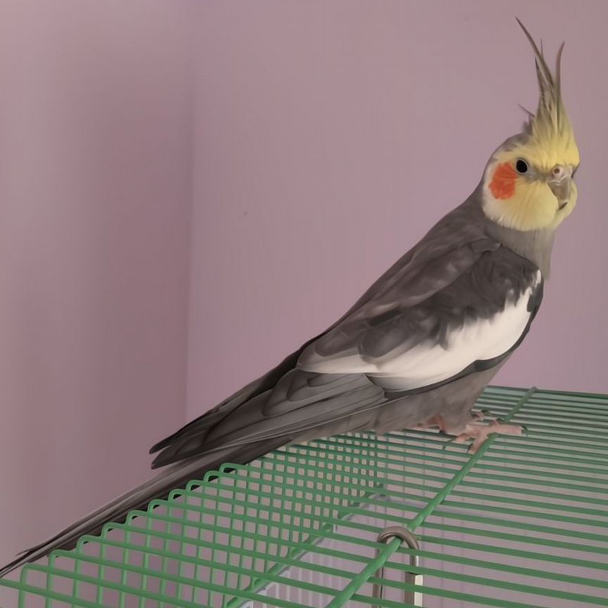 Попугай Корелла, мальчик