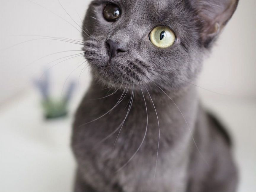 Лила ищет дом