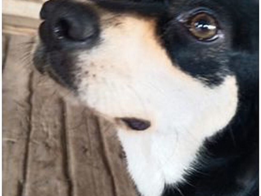 Собаки желают обрести семью)