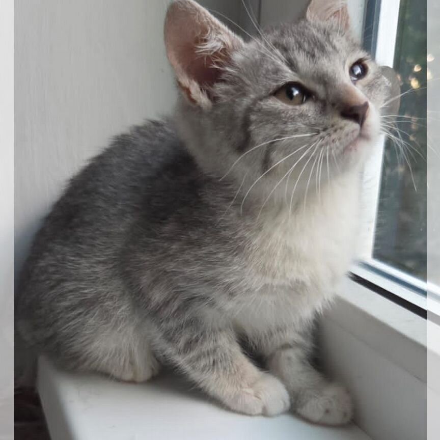 Котёнок в добрые руки