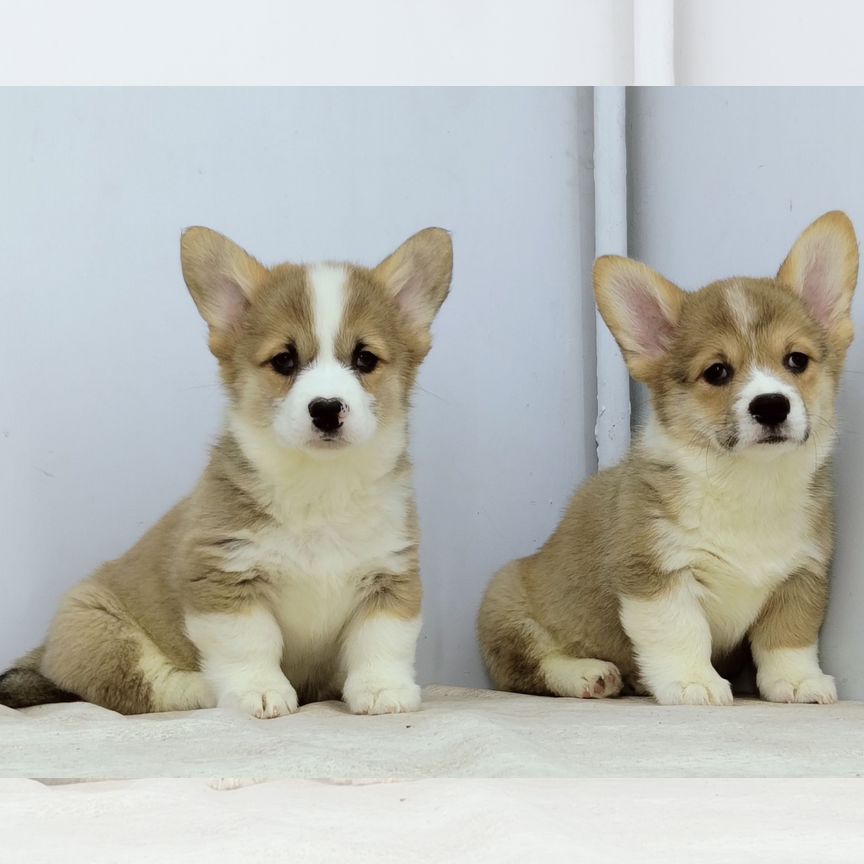 Вельш Корги Пемброк, щенок