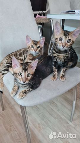 Бенгальская кошка