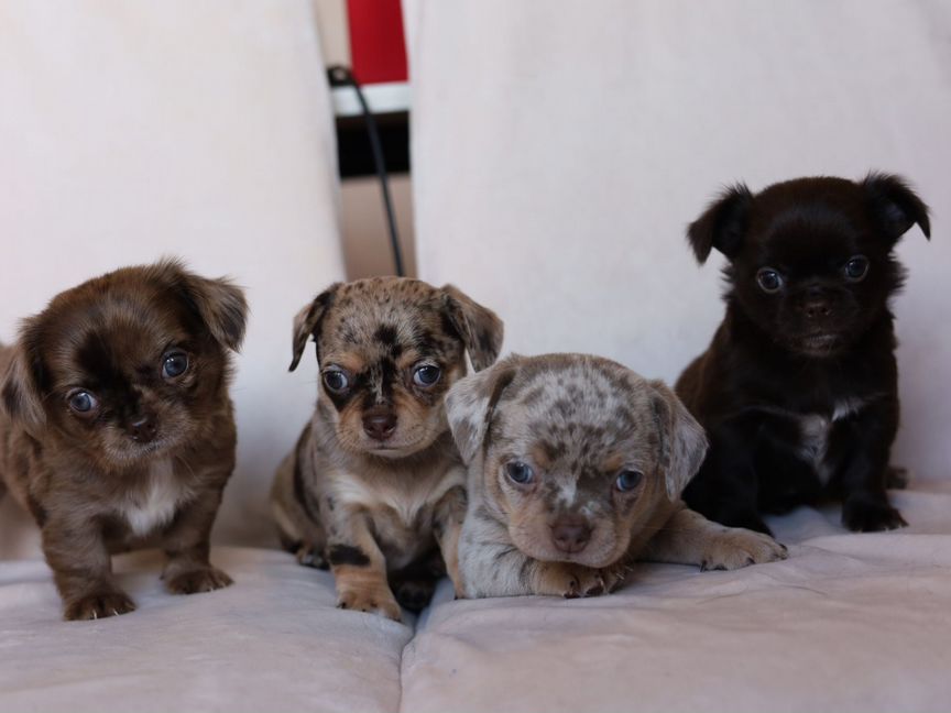 Щенки чихуахуа