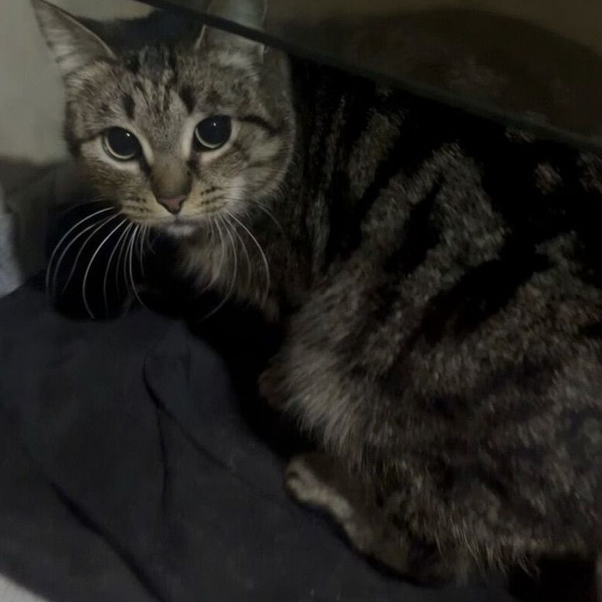 Взрослая, кошка в добрые руки