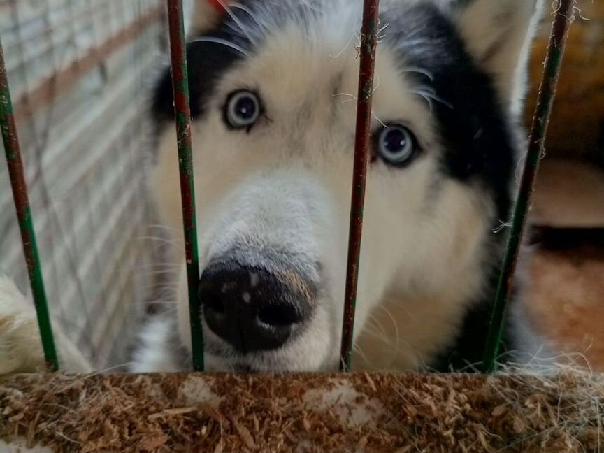Сибирский хаски в отлове