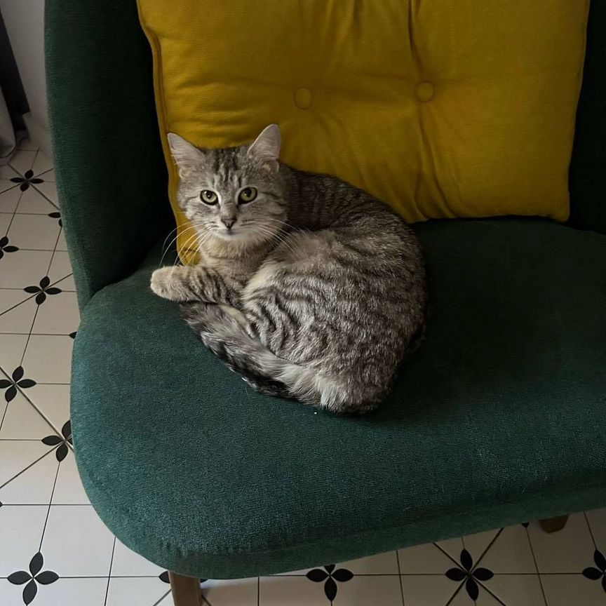 Кошка Муся