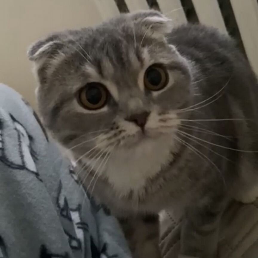 Шотландский в приюте