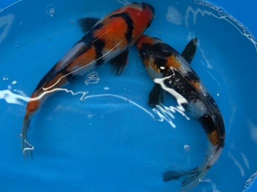 Карп кои 30 см