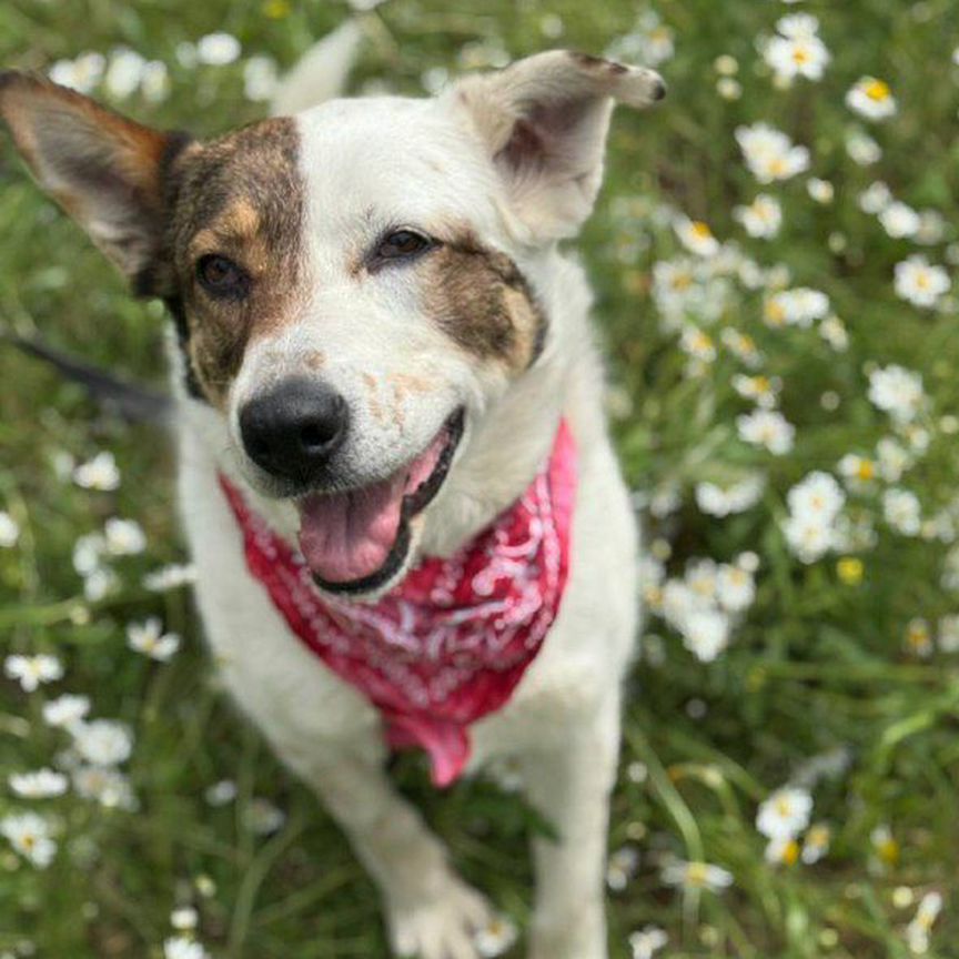 Взрослая собака в добрые руки